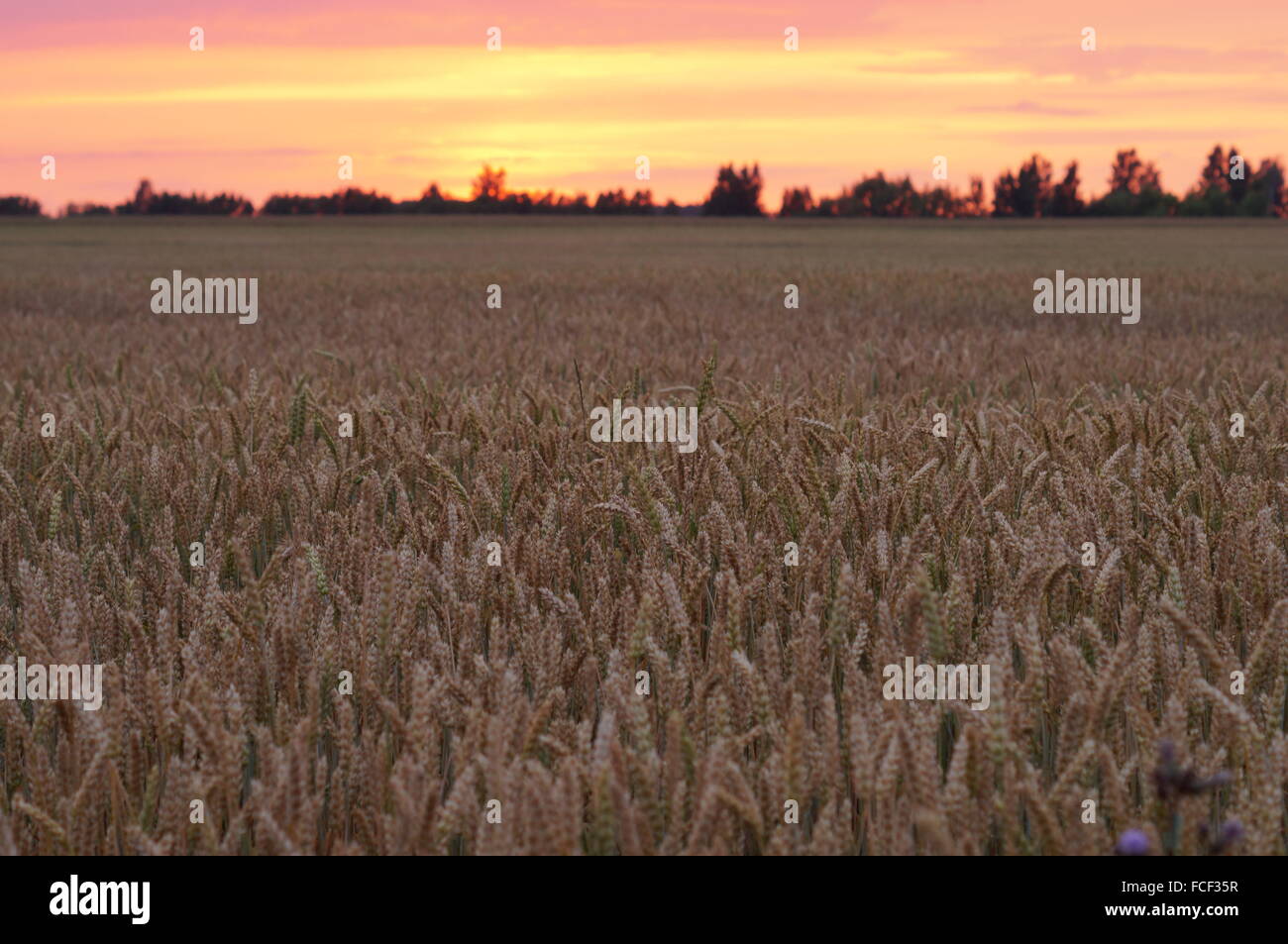 Wheat dusk down Stock Photo - Alamy