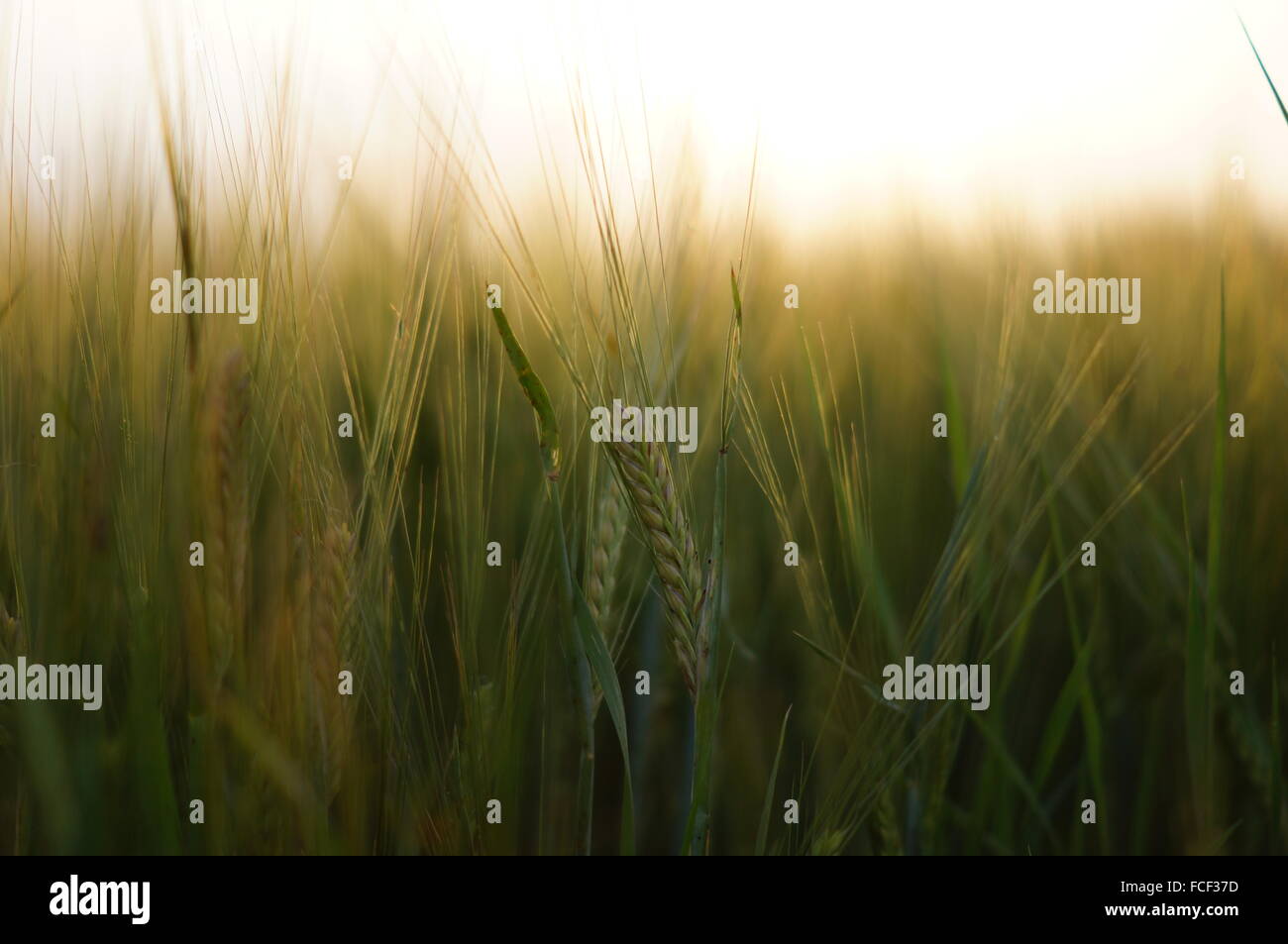 Wheat in nature Stock Photo - Alamy