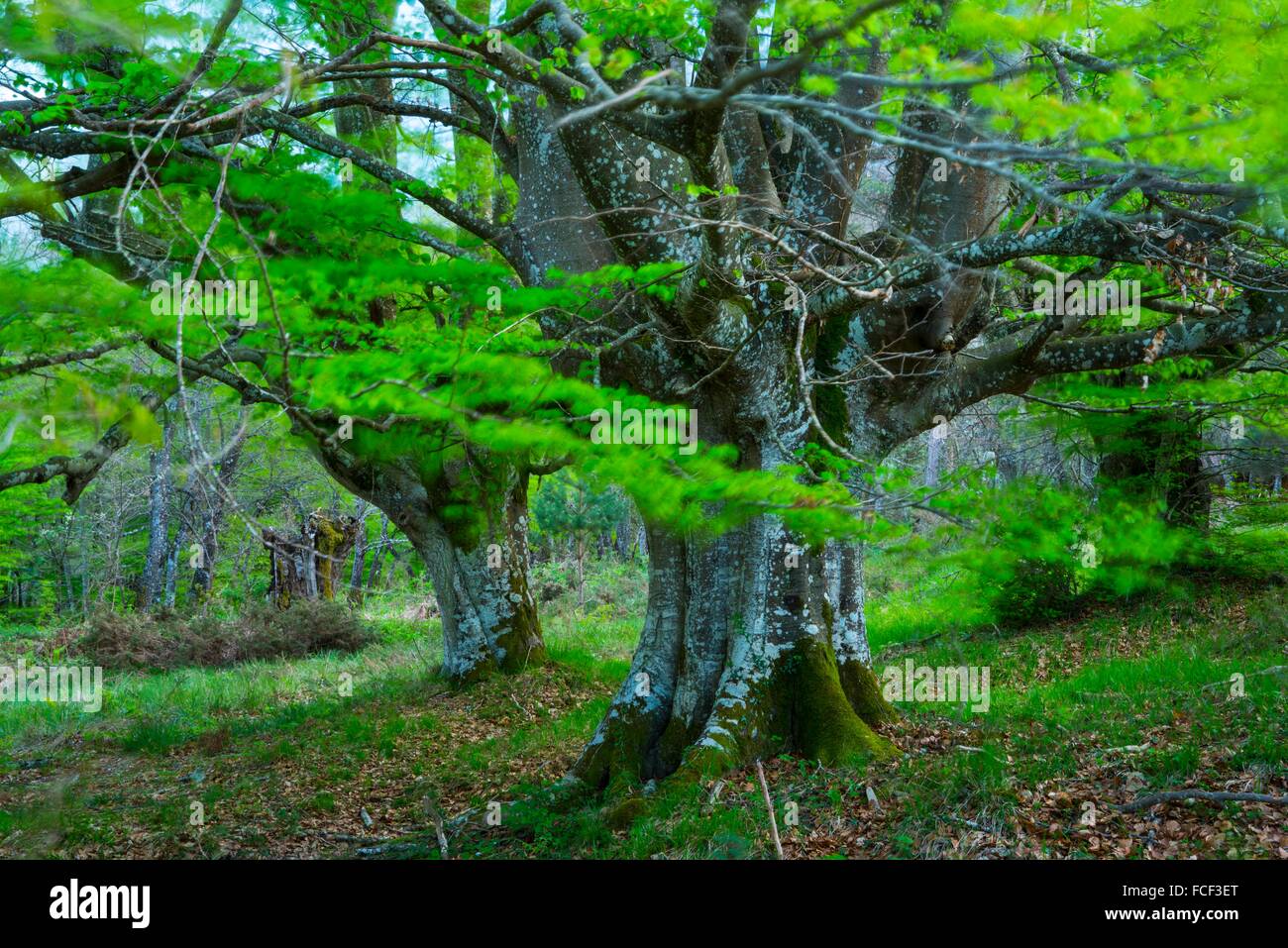 Pollarded trees hi-res stock photography and images - Alamy