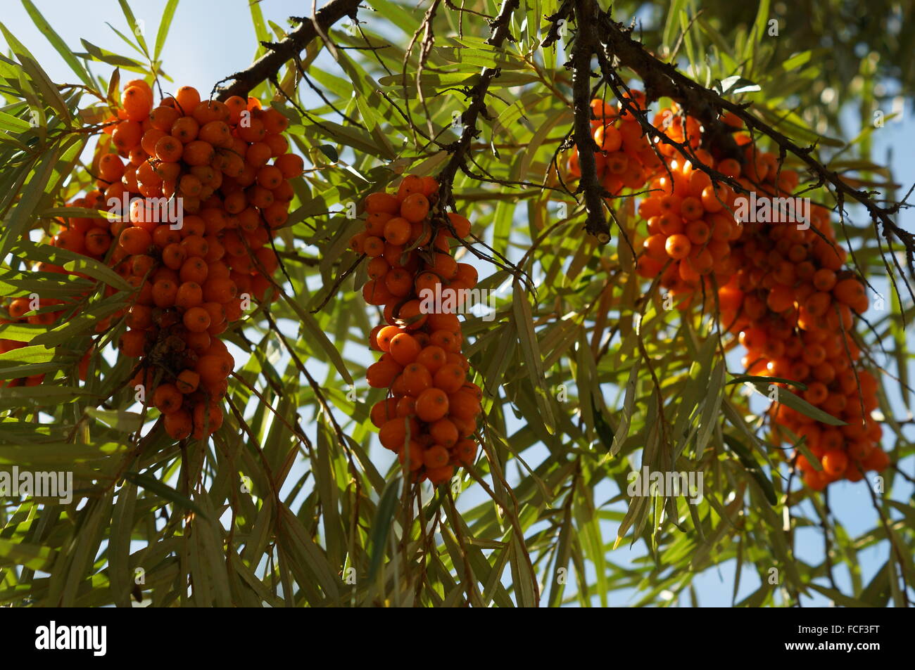 Cornelian cherry fruit hi-res stock photography and images - Alamy