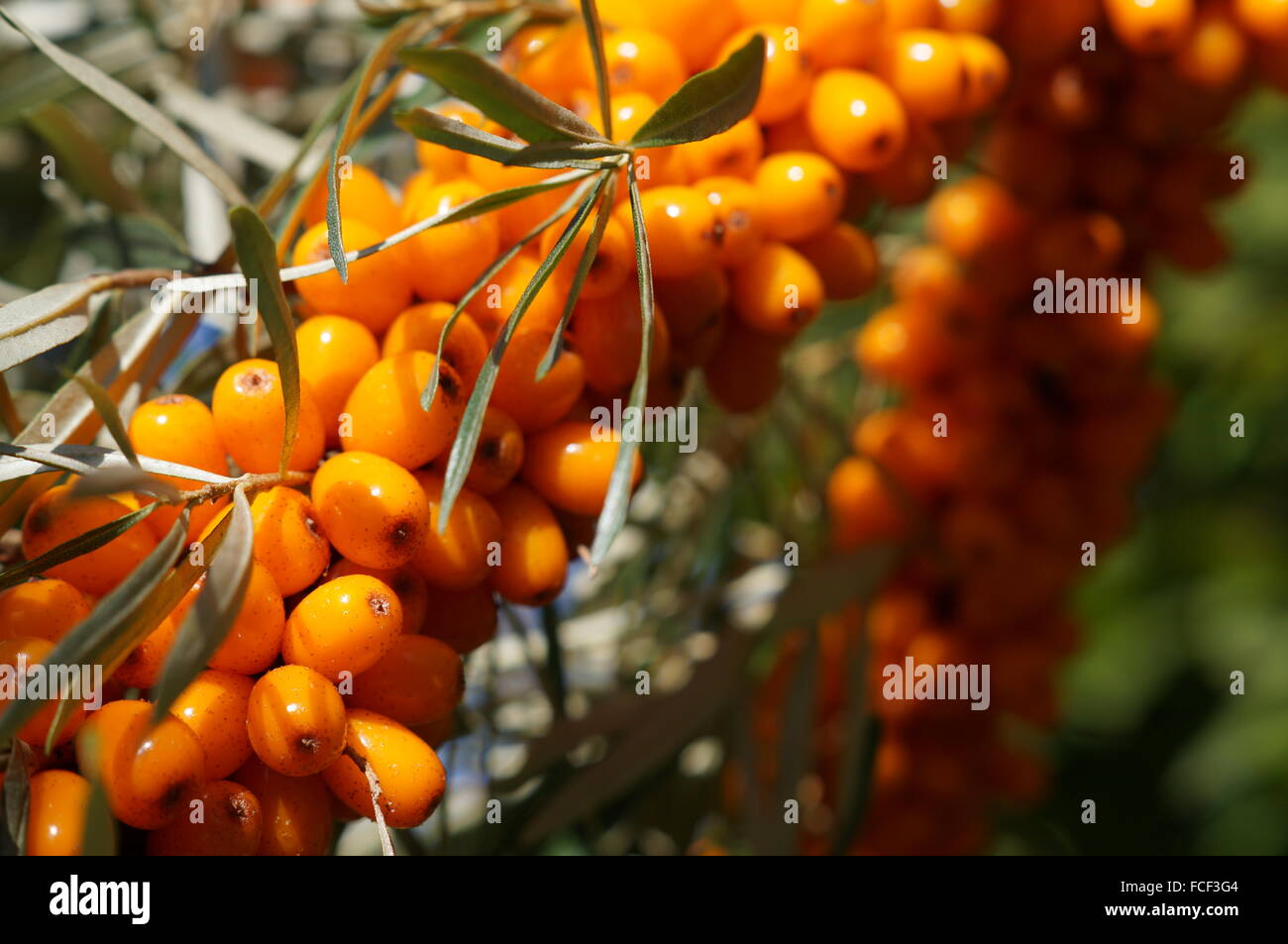 Orange cornelian cherry on tree Stock Photo - Alamy