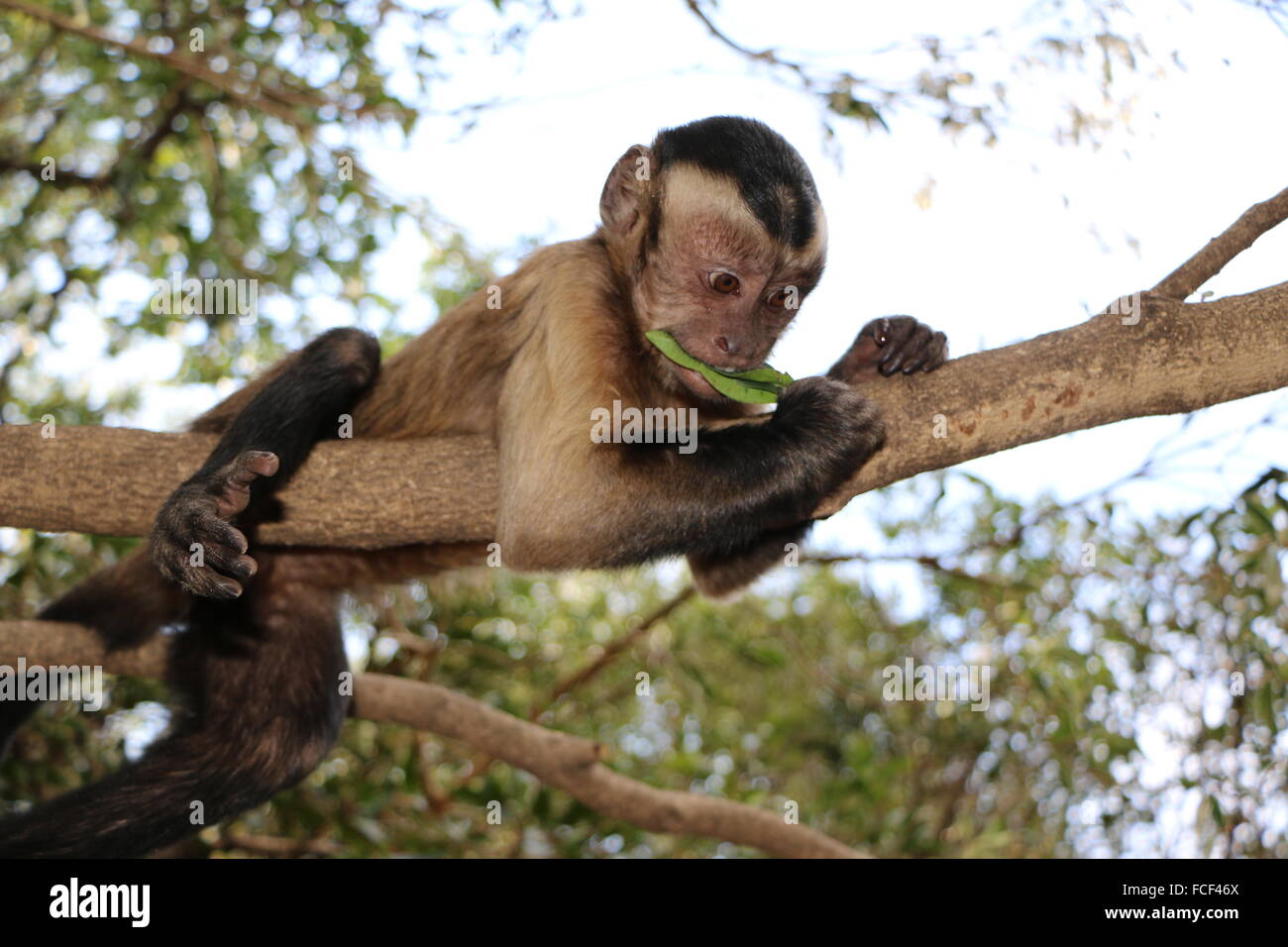 monkey on tree Stock Photo - Alamy
