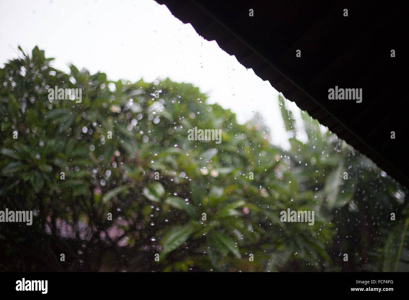 Trees through window hi-res stock photography and images - Alamy