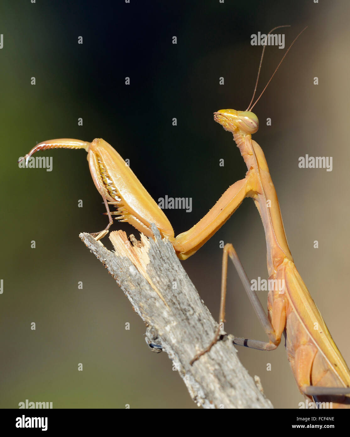Large brown mantis hi-res stock photography and images - Alamy