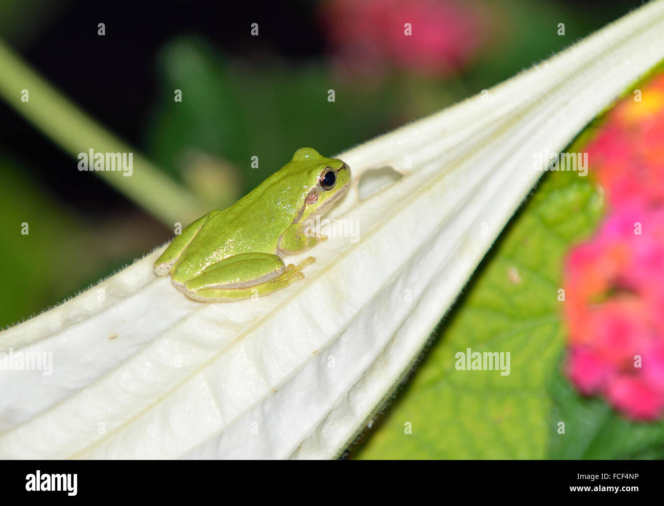 Savigny’s or Middle East Tree Frog - Hyla savignyi on large trumpet ...