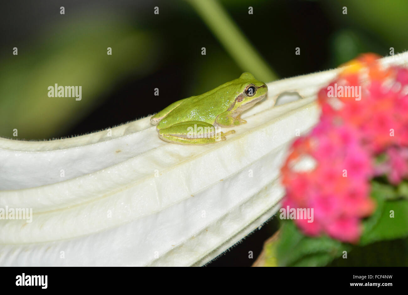 Savigny’s or Middle East Tree Frog - Hyla savignyi on large trumpet ...