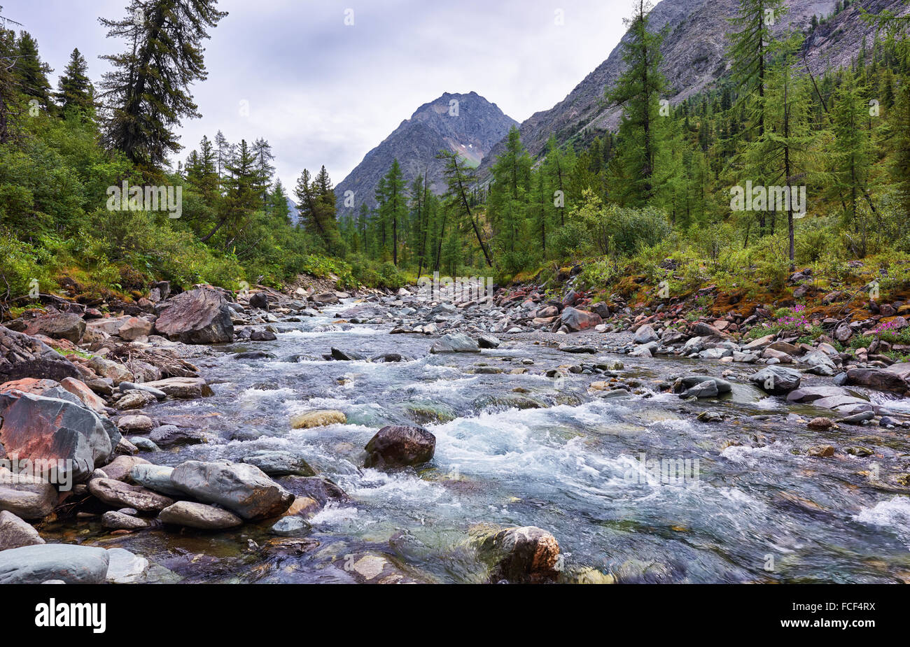 Mountain river in a cloudy summer day . Eastern Siberia. Russia Stock ...