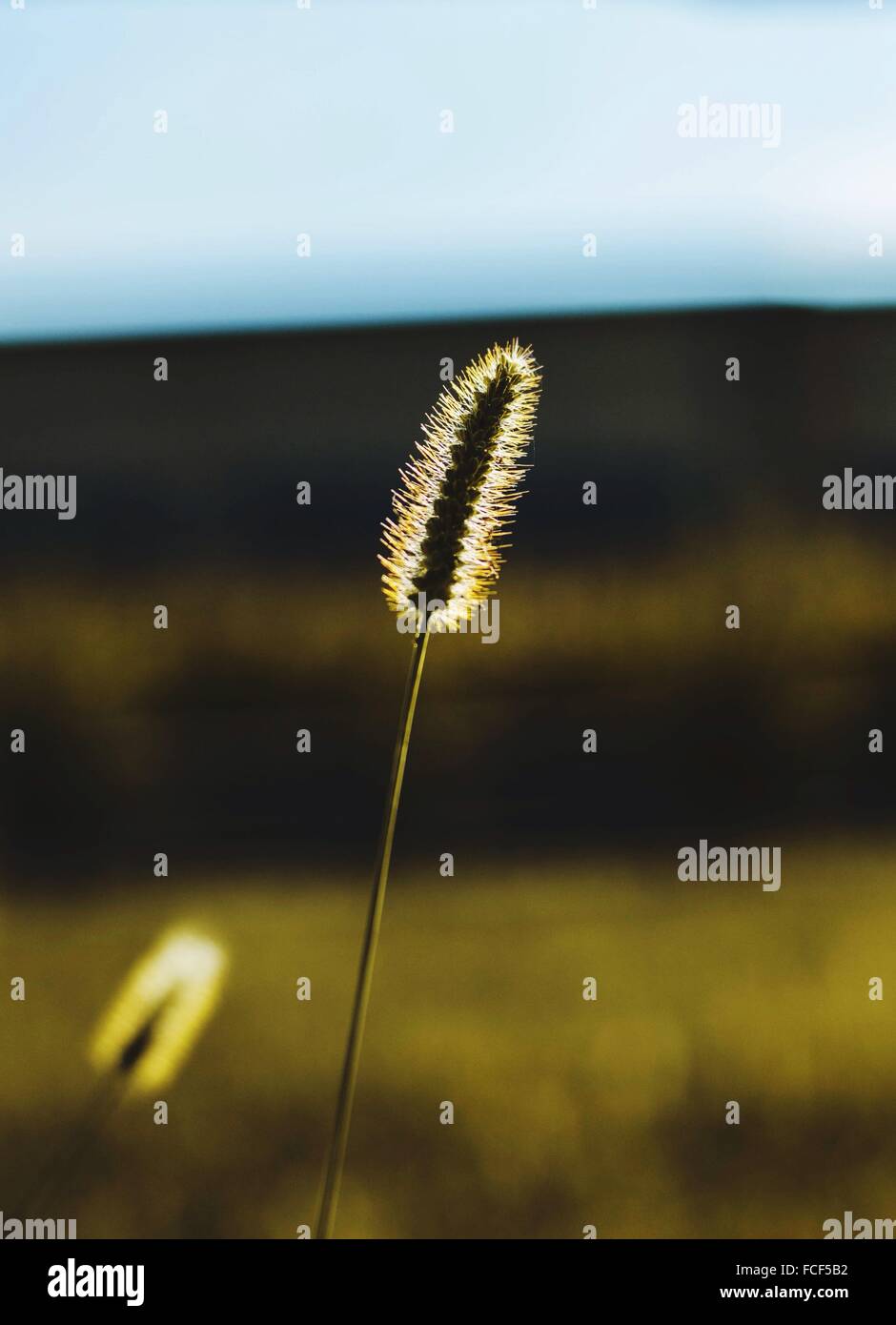 Foxtail barley grass hi-res stock photography and images - Alamy