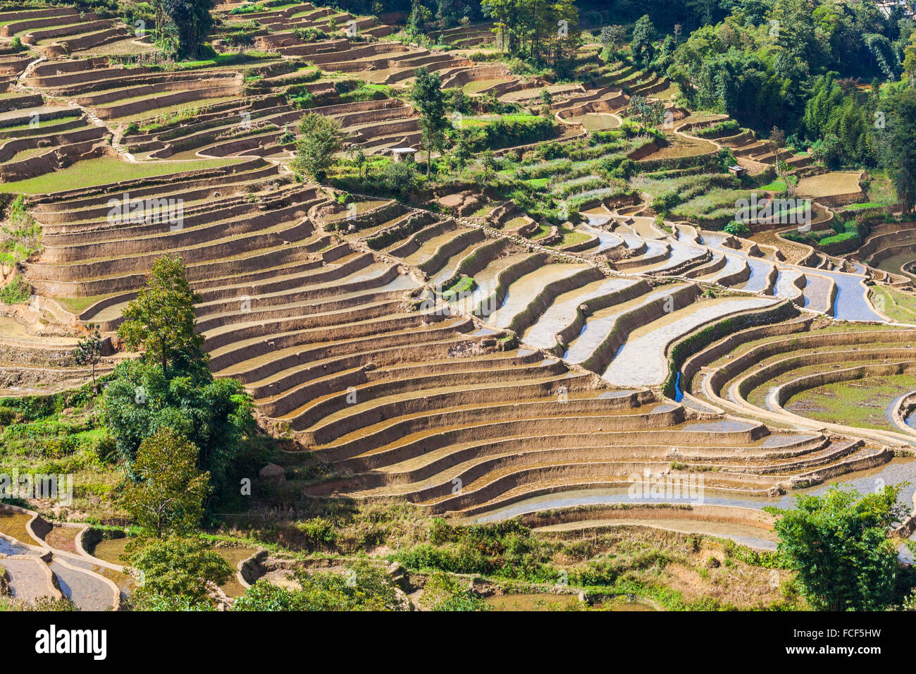 Rice terraces in Yuanyang, China Stock Photo - Alamy