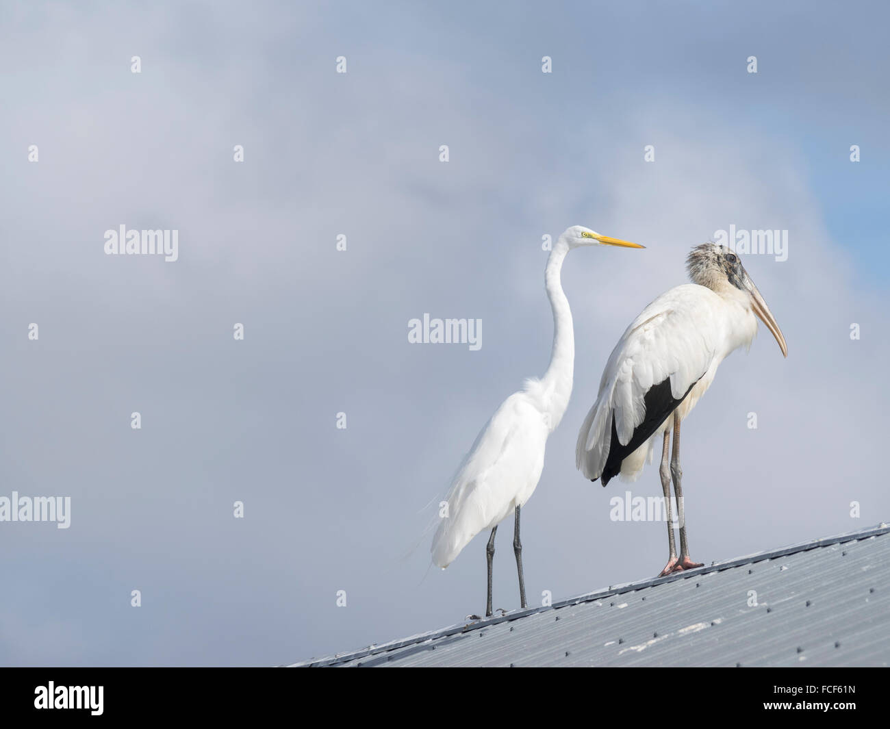 Great egret and wood stork on roof Stock Photo - Alamy