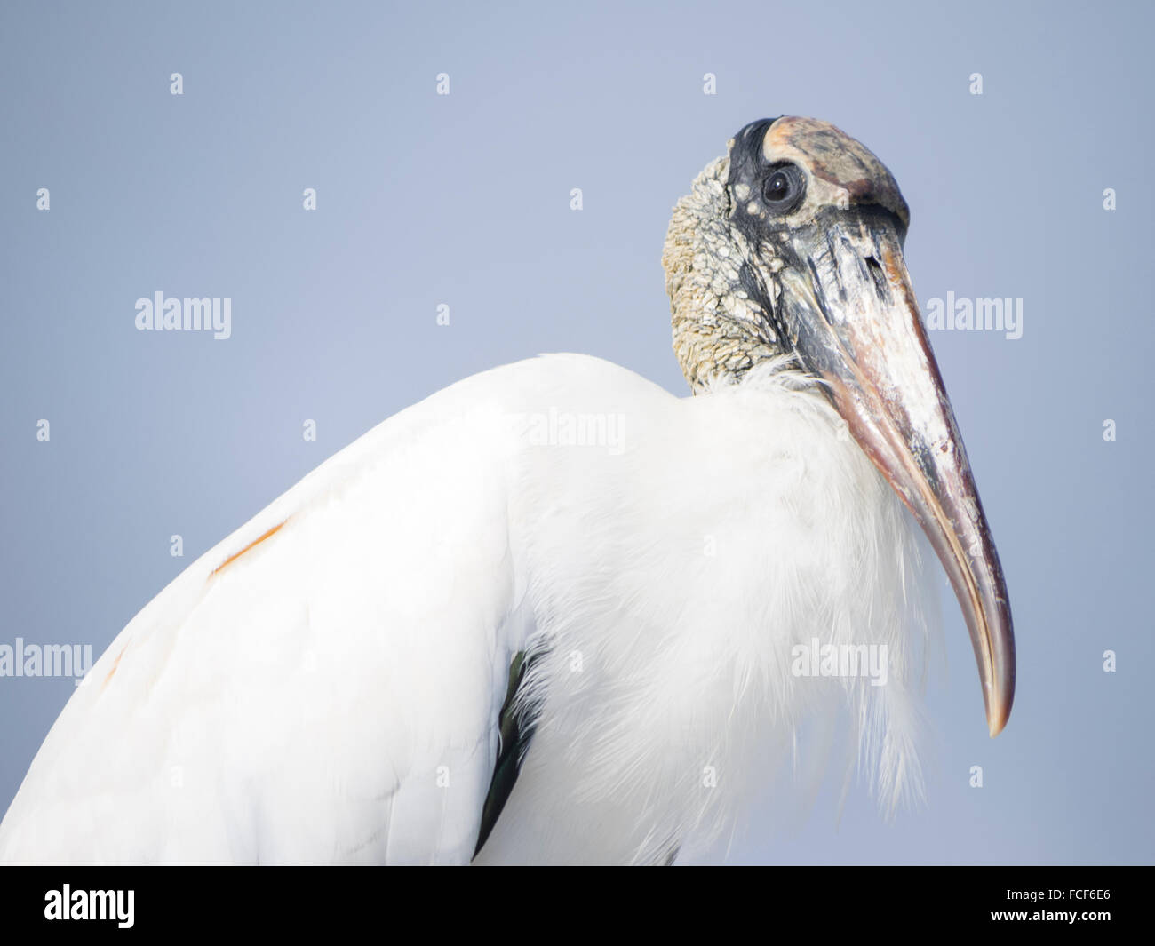 Featherless High Resolution Stock Photography and Images - Alamy