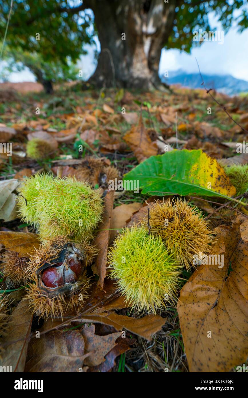 Ancient Chesnut Trees, Pendes, Liébana Valley, Cantabria, Spain, Europe ...