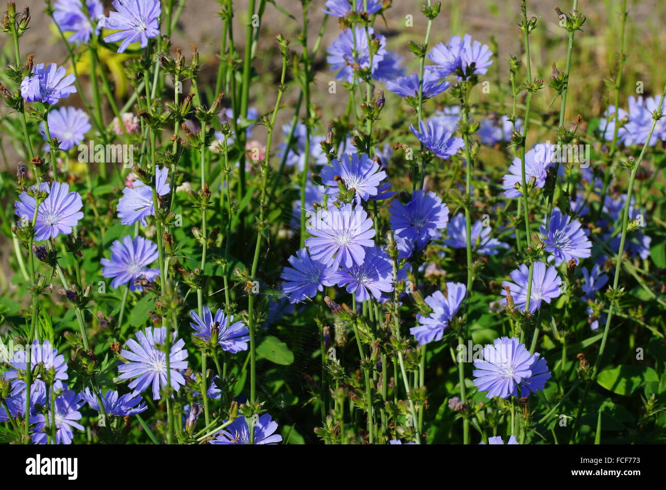 Common chicory, Cichorium intybus Stock Photo - Alamy
