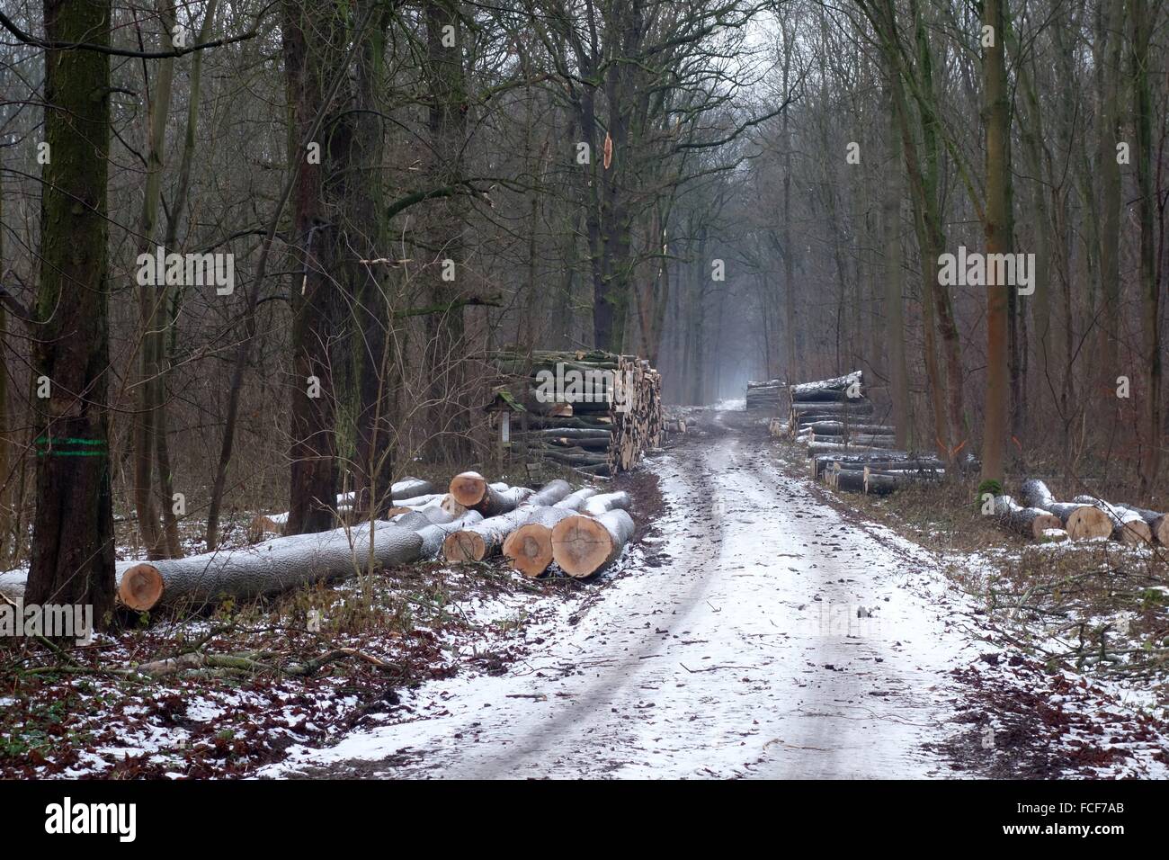 Riverine forest hi-res stock photography and images - Alamy