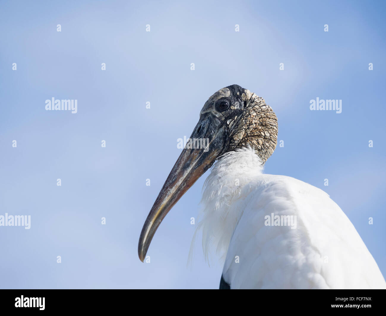 Featherless hi-res stock photography and images - Alamy