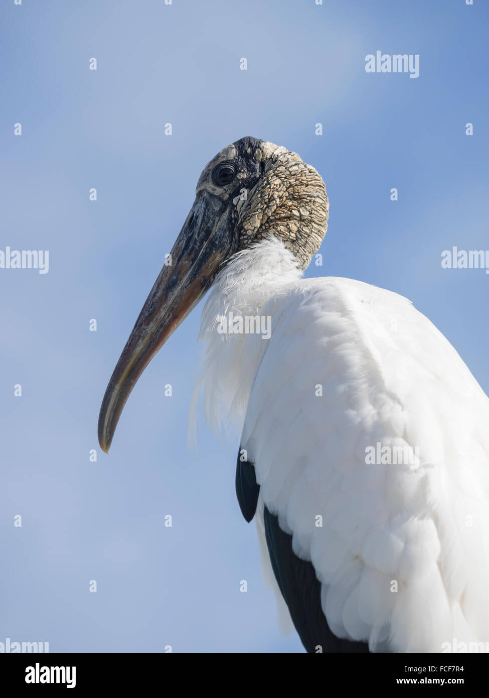 Featherless hi-res stock photography and images - Alamy