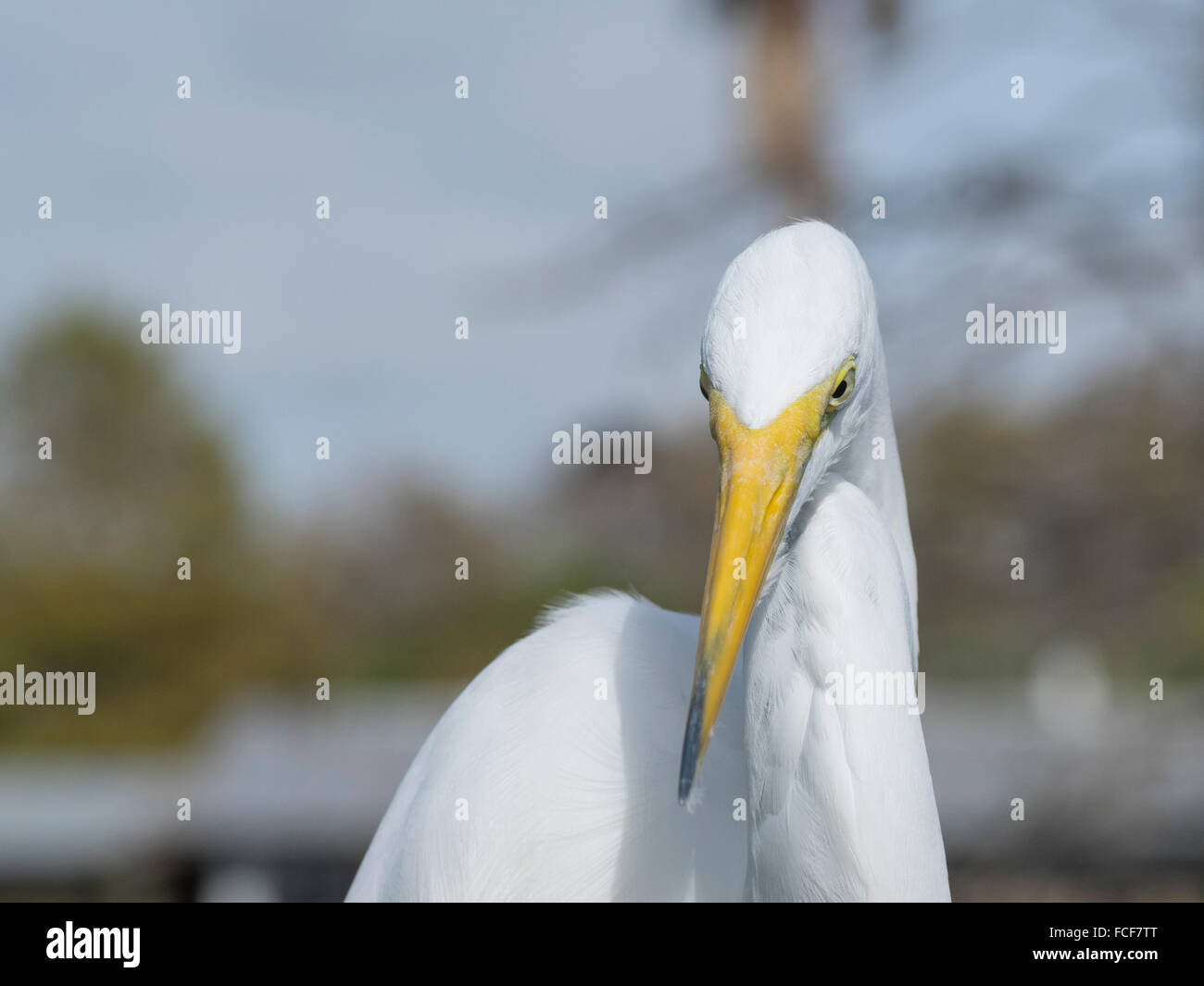 Great Egret bird Stock Photo - Alamy