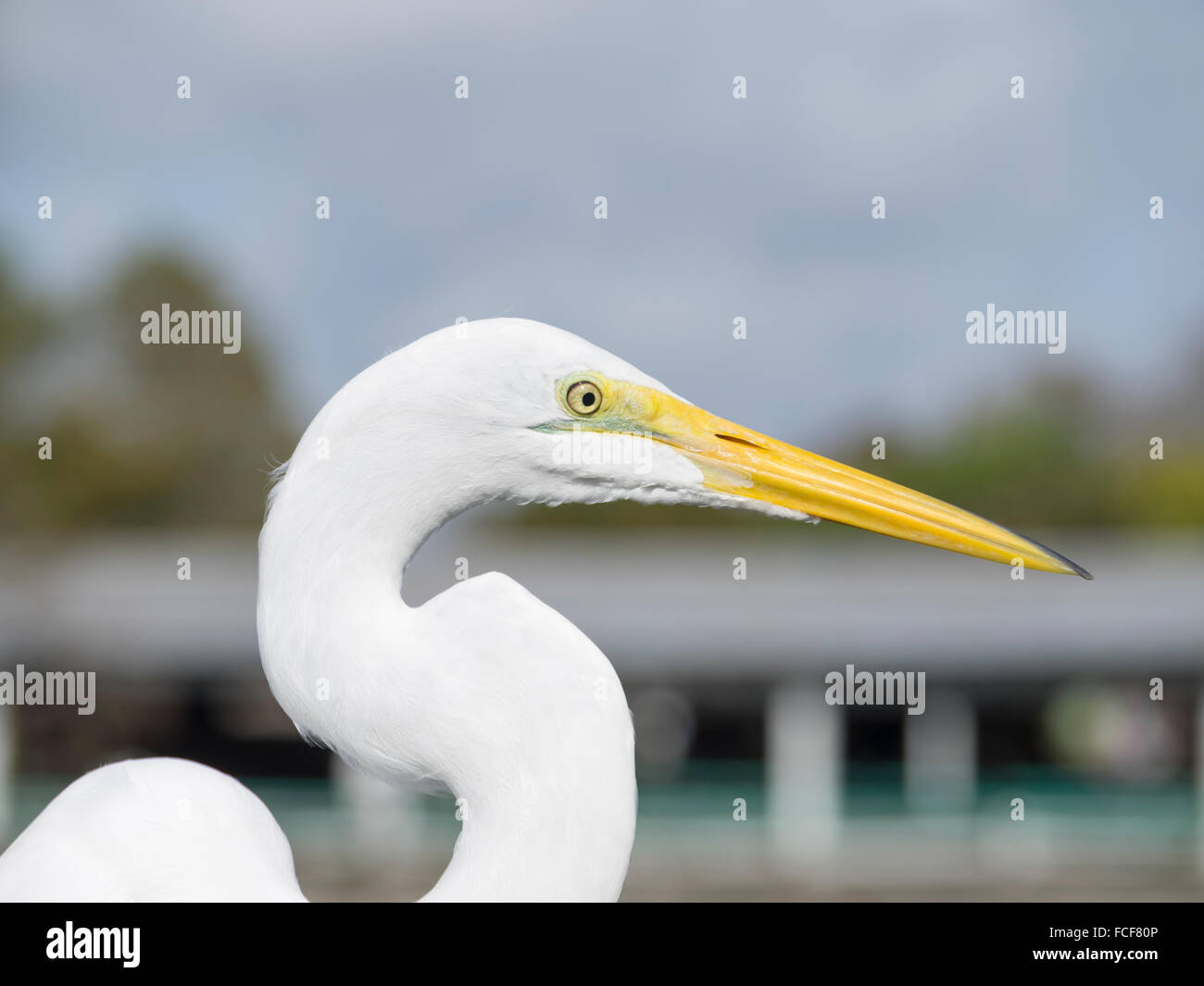 Great egret bird Stock Photo - Alamy