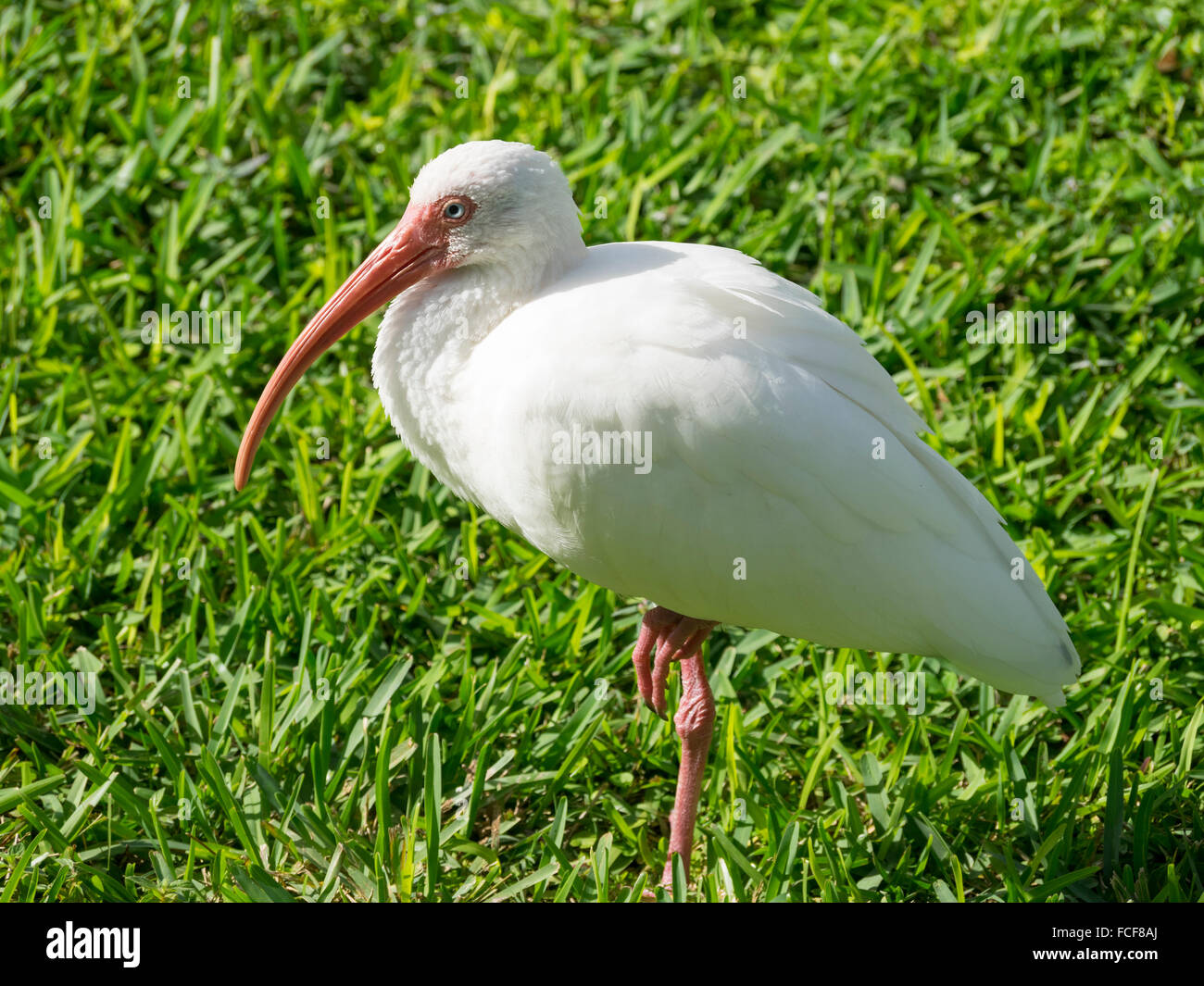 White Ibis on grass Stock Photo - Alamy