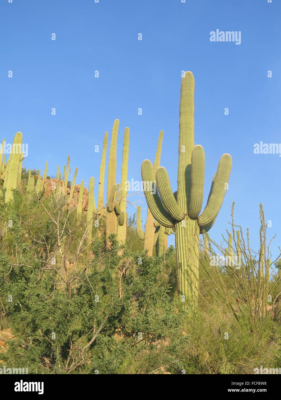 Cactus in Arizona desert Stock Photo - Alamy