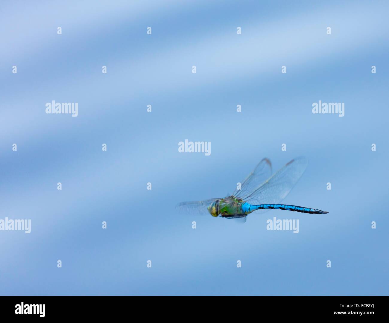 Emperor dragonfly or blue emperor hi-res stock photography and images ...