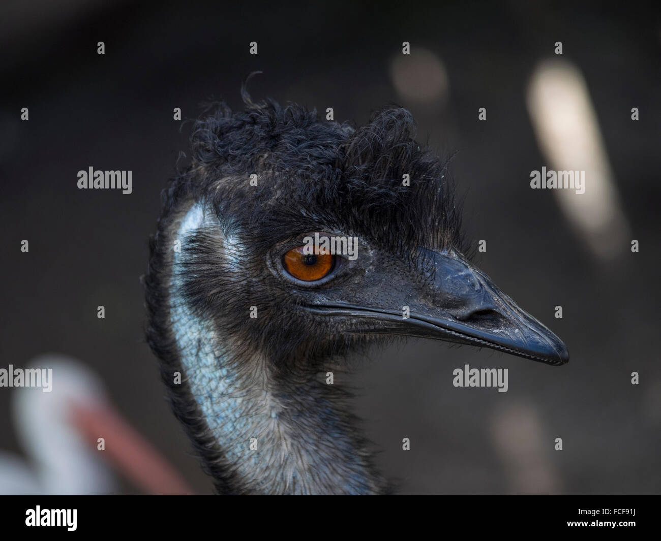 face of an emus Stock Photo - Alamy