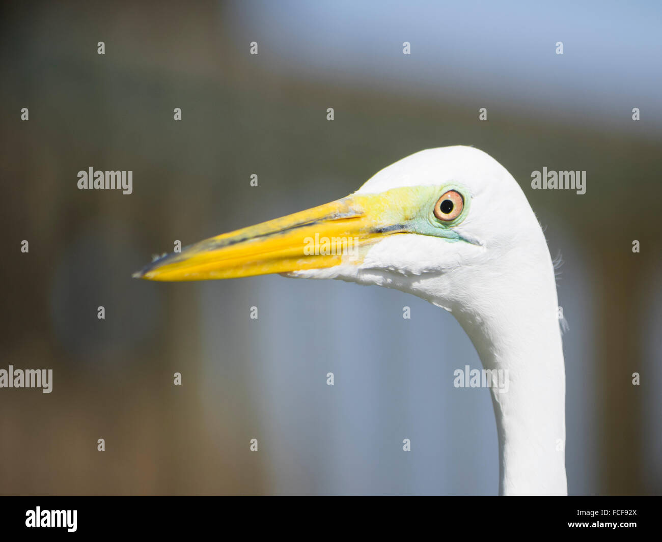 Close-up of a Great egret bird Stock Photo - Alamy