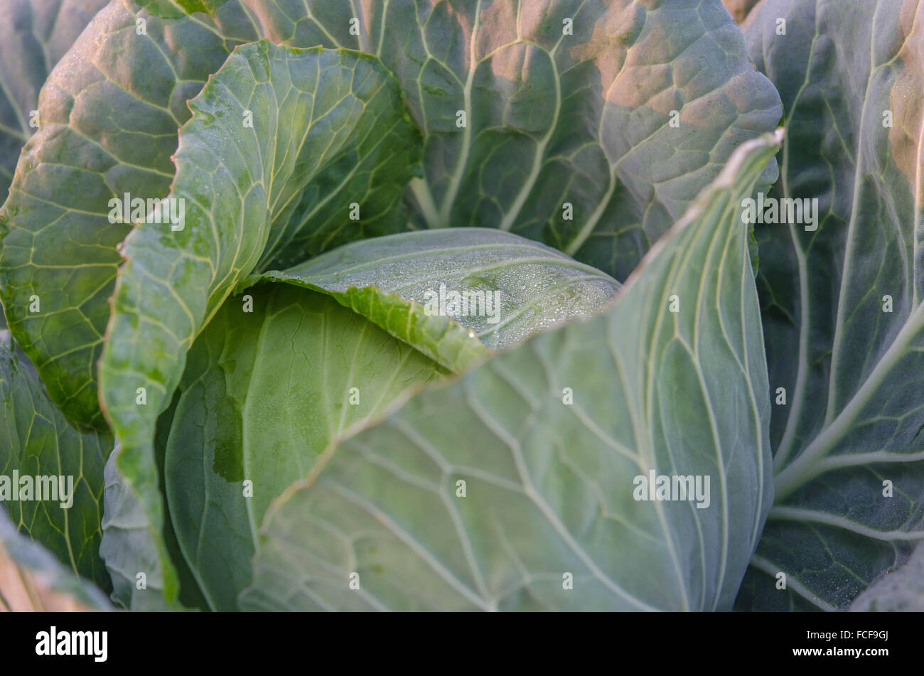 close-up of fresh cabbage in the vegetable garden Stock Photo - Alamy