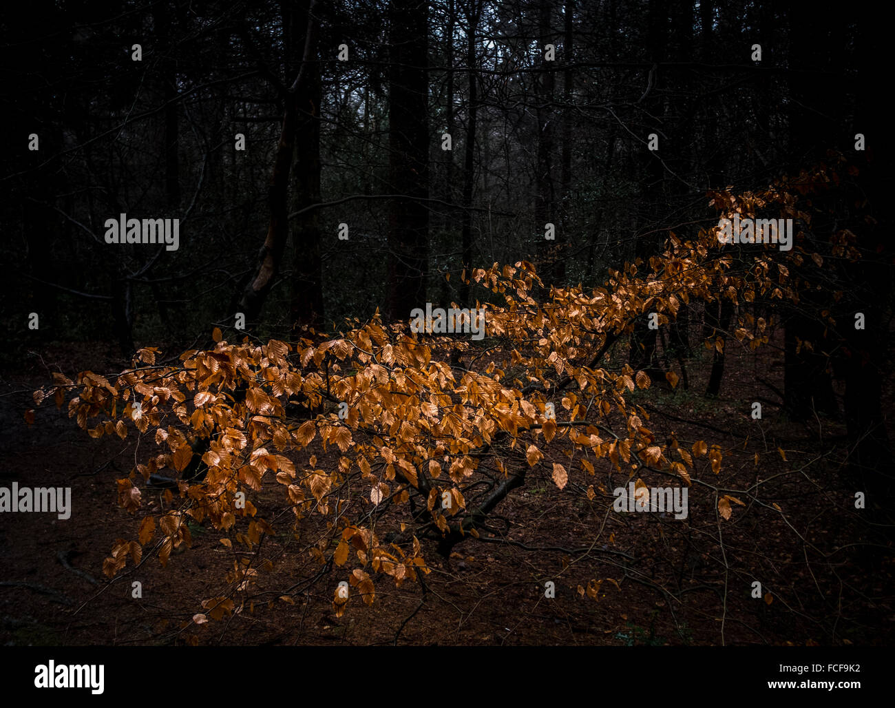 Trees in woodland on the Lickey Hills, West Midlands, UK Stock Photo ...