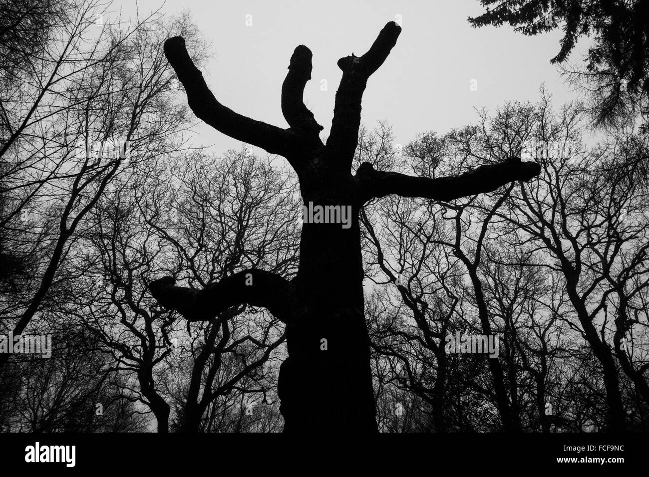 Trees in woodland on the Lickey Hills, West Midlands, UK Stock Photo ...