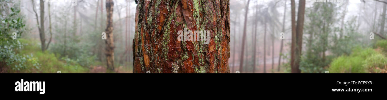 Trees in woodland on the Lickey Hills, West Midlands, UK Stock Photo ...