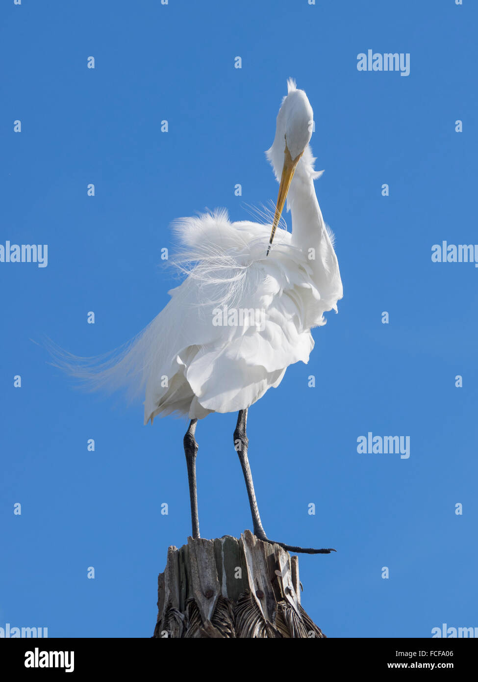 Great egret bird Stock Photo - Alamy