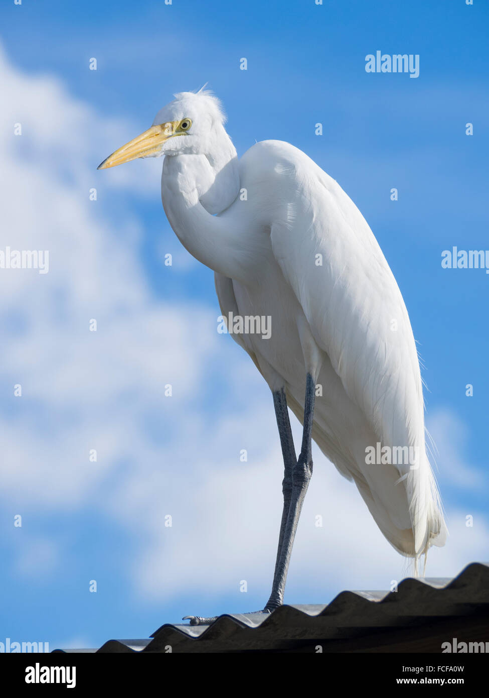 Ardea alba Bird Great egret animal long black legs thick tapered yellow ...
