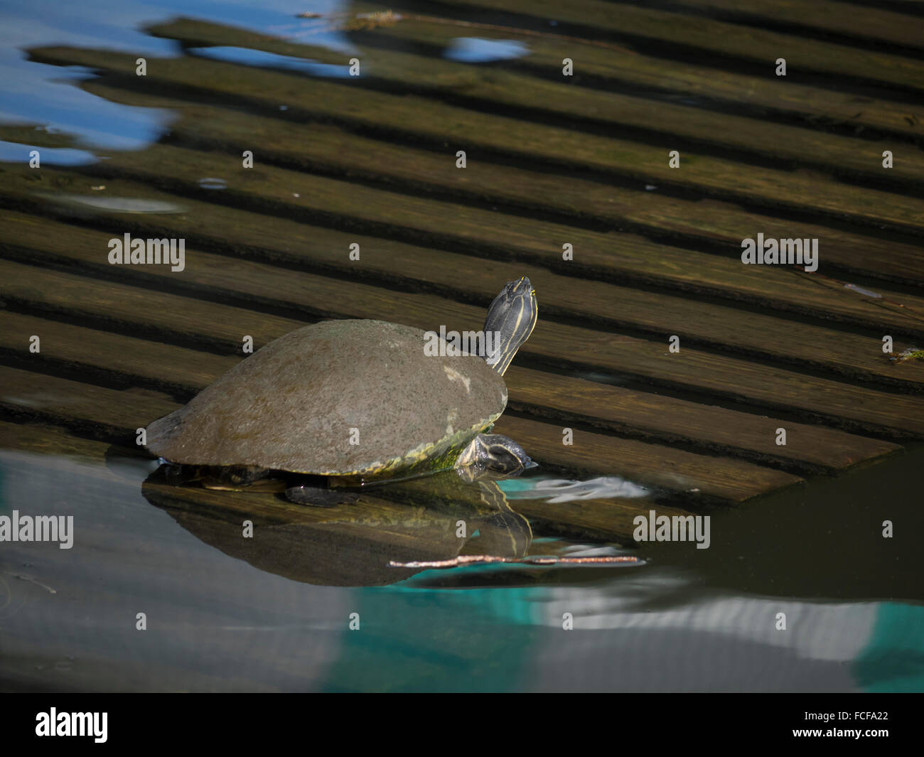 Chicken turtle hi-res stock photography and images - Alamy