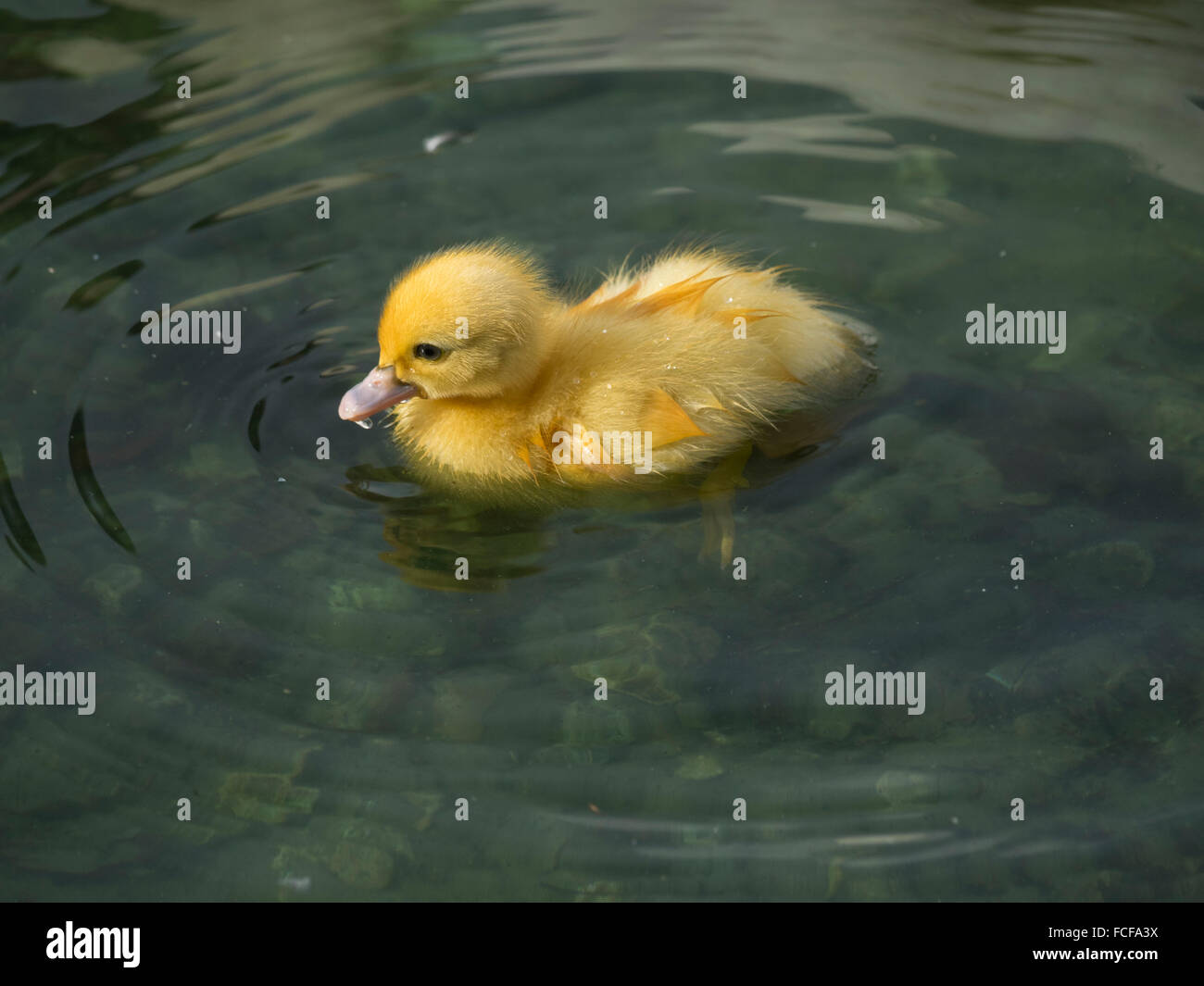 Baby duck in water Stock Photo - Alamy
