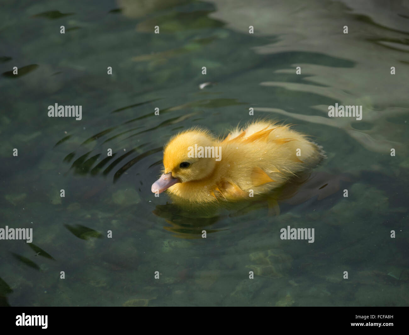 Baby duck in water Stock Photo - Alamy