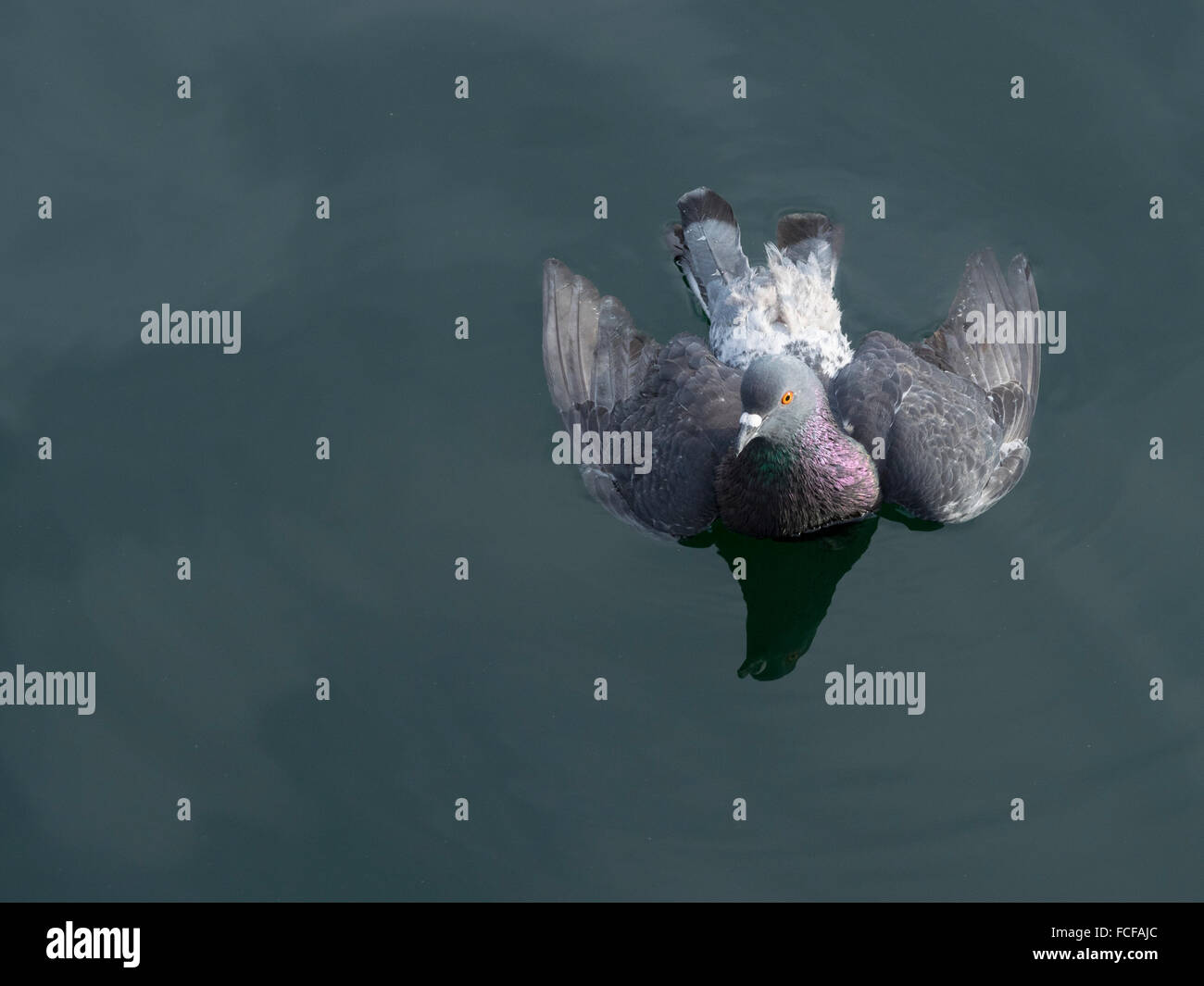 Pigeon in water Stock Photo - Alamy