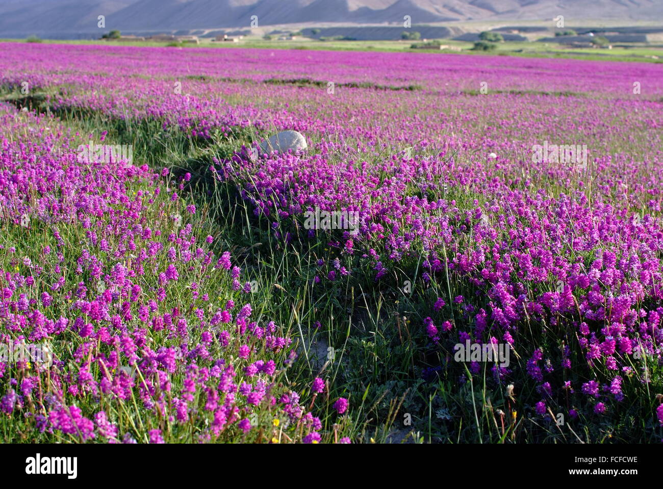 Xinjiang purple flowers Stock Photo - Alamy