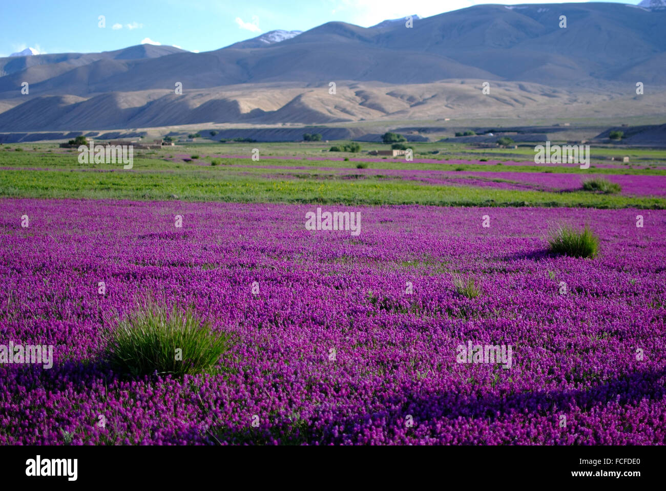 Xinjiang purple flowers Stock Photo - Alamy