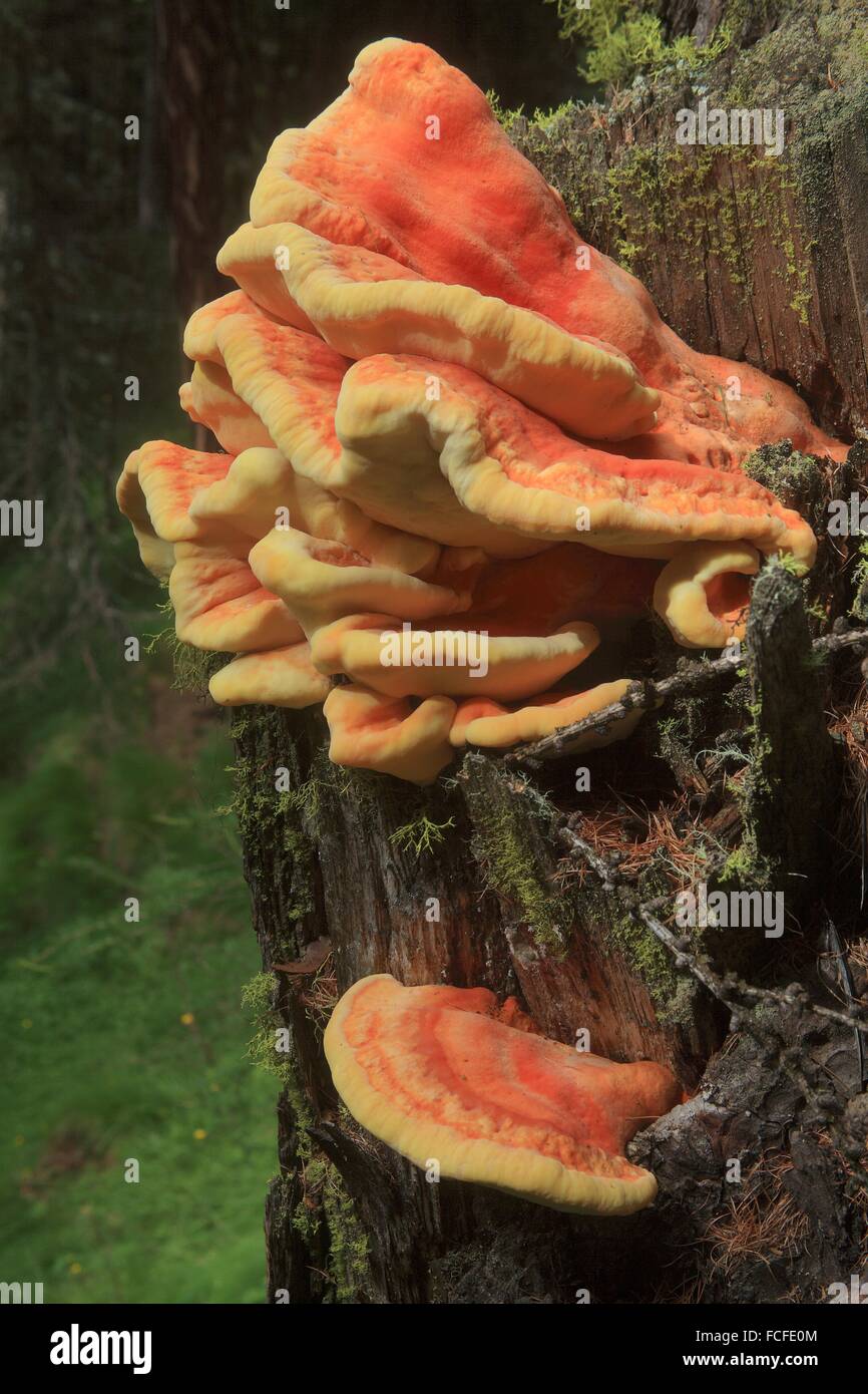 Sulfur polypore hi-res stock photography and images - Alamy