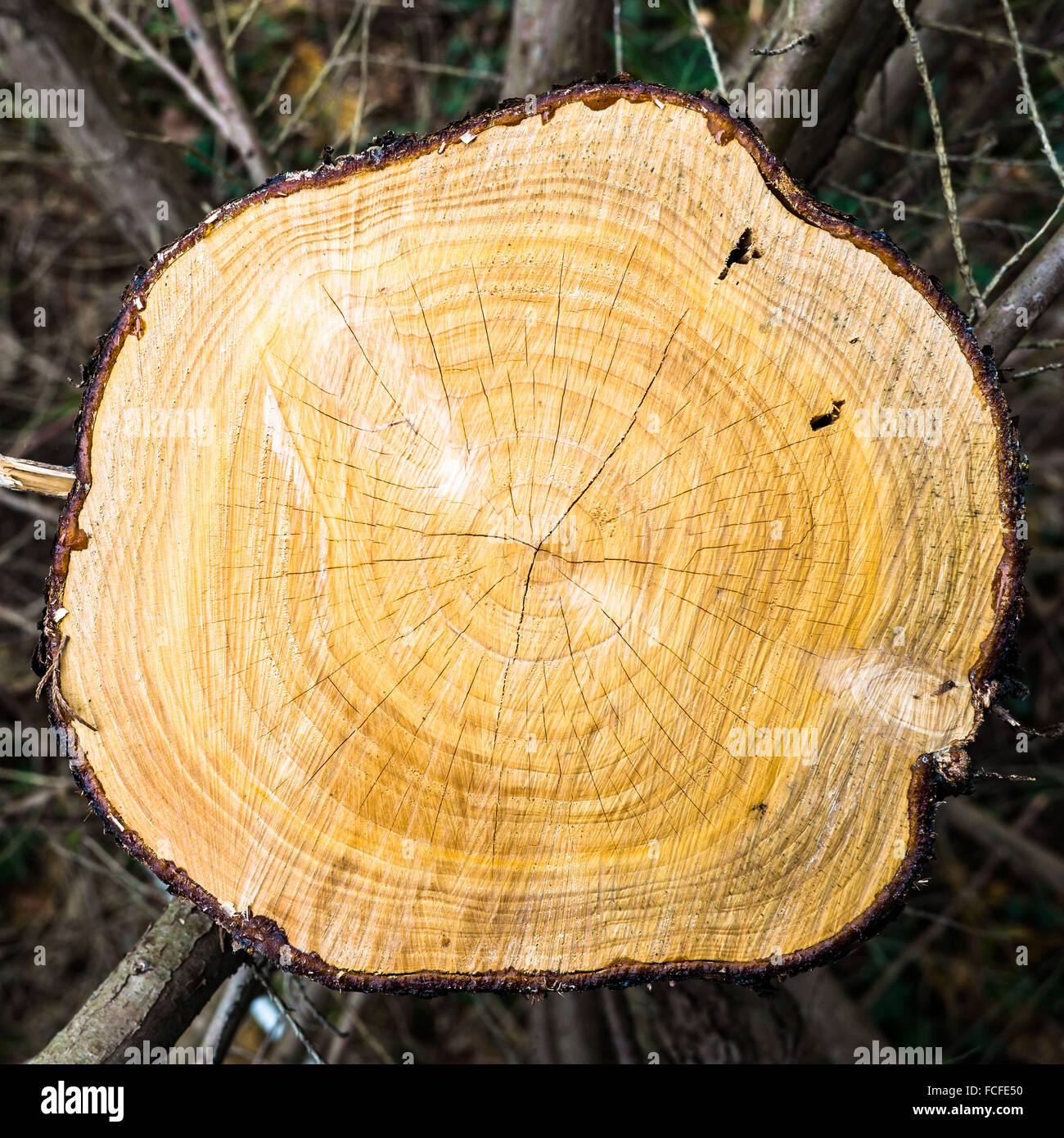 Outdoor timber hi-res stock photography and images - Alamy