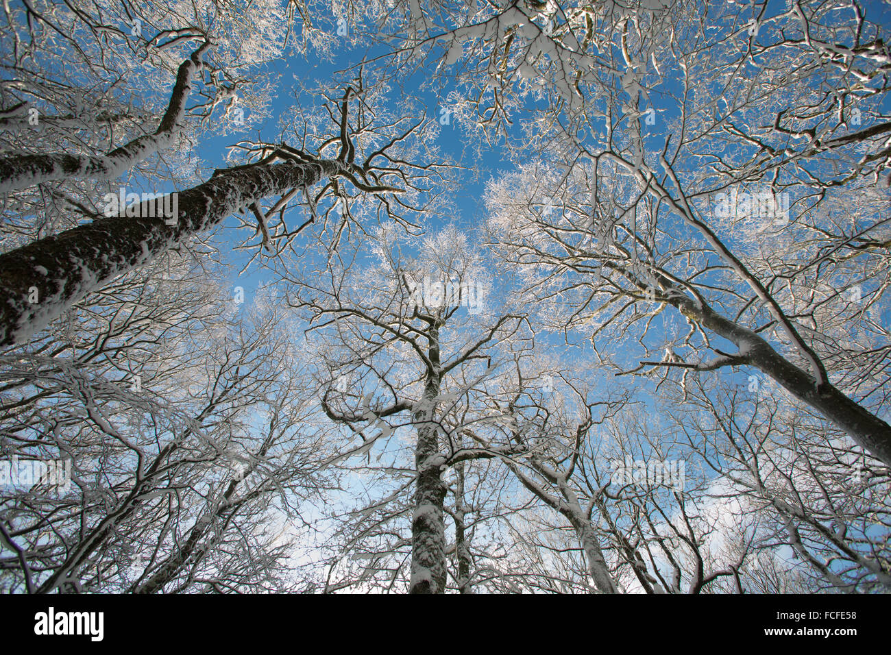 Winter landscapes near Varberg, Sweden. Photos show ice covered trees ...