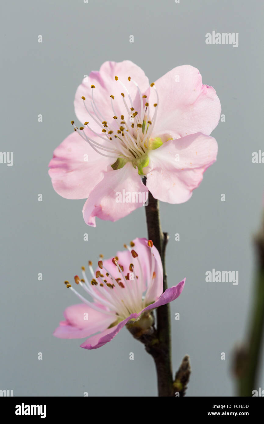 Prunus sp flower hi-res stock photography and images - Alamy