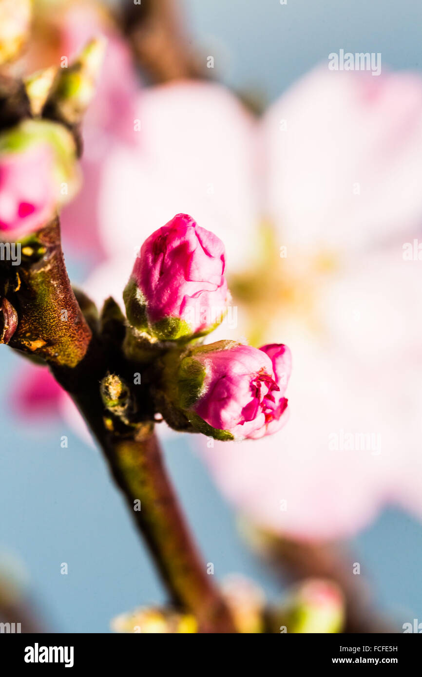 Cherry orchard (Prunus sp Stock Photo - Alamy