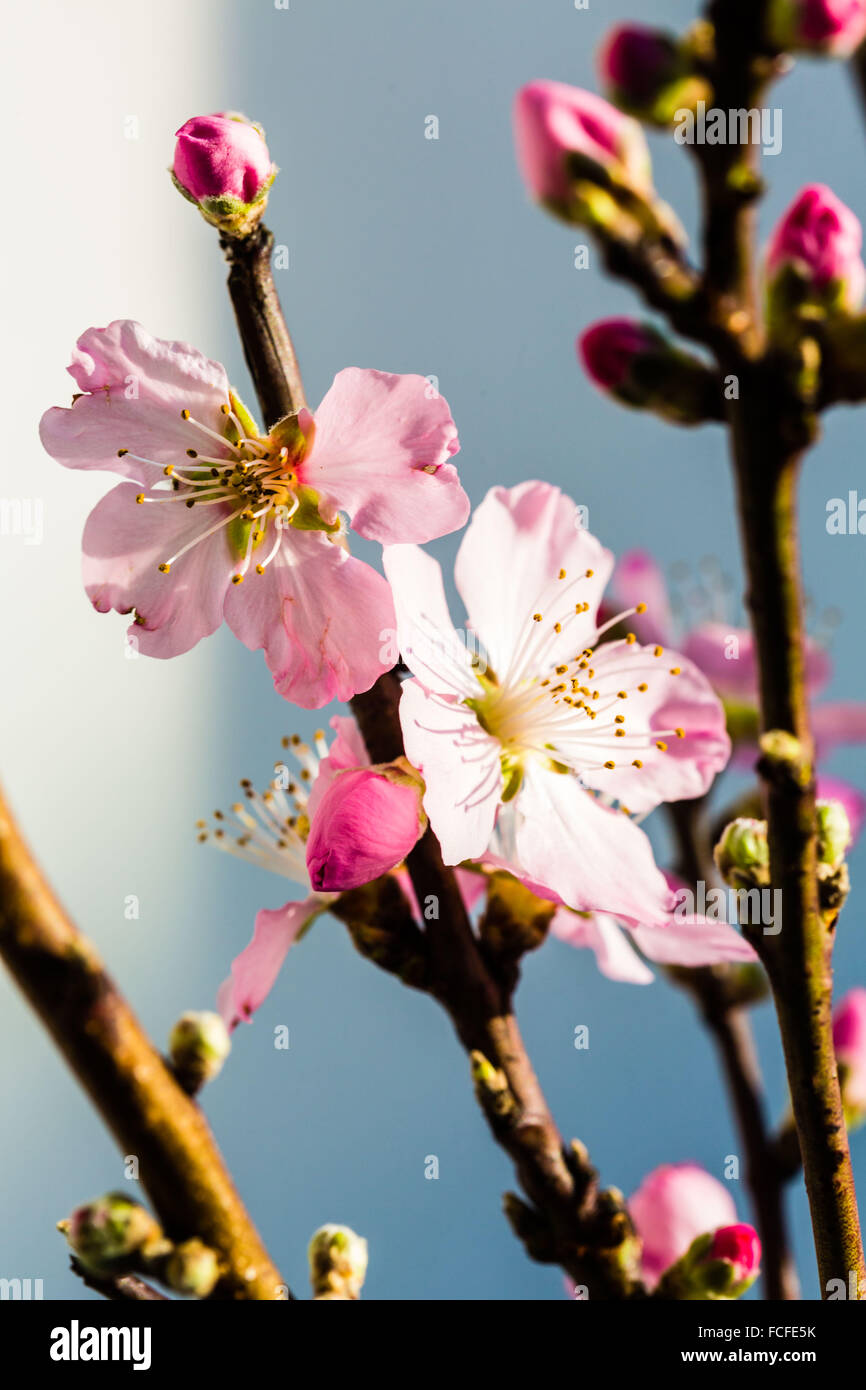 Cherry orchard (Prunus sp Stock Photo - Alamy