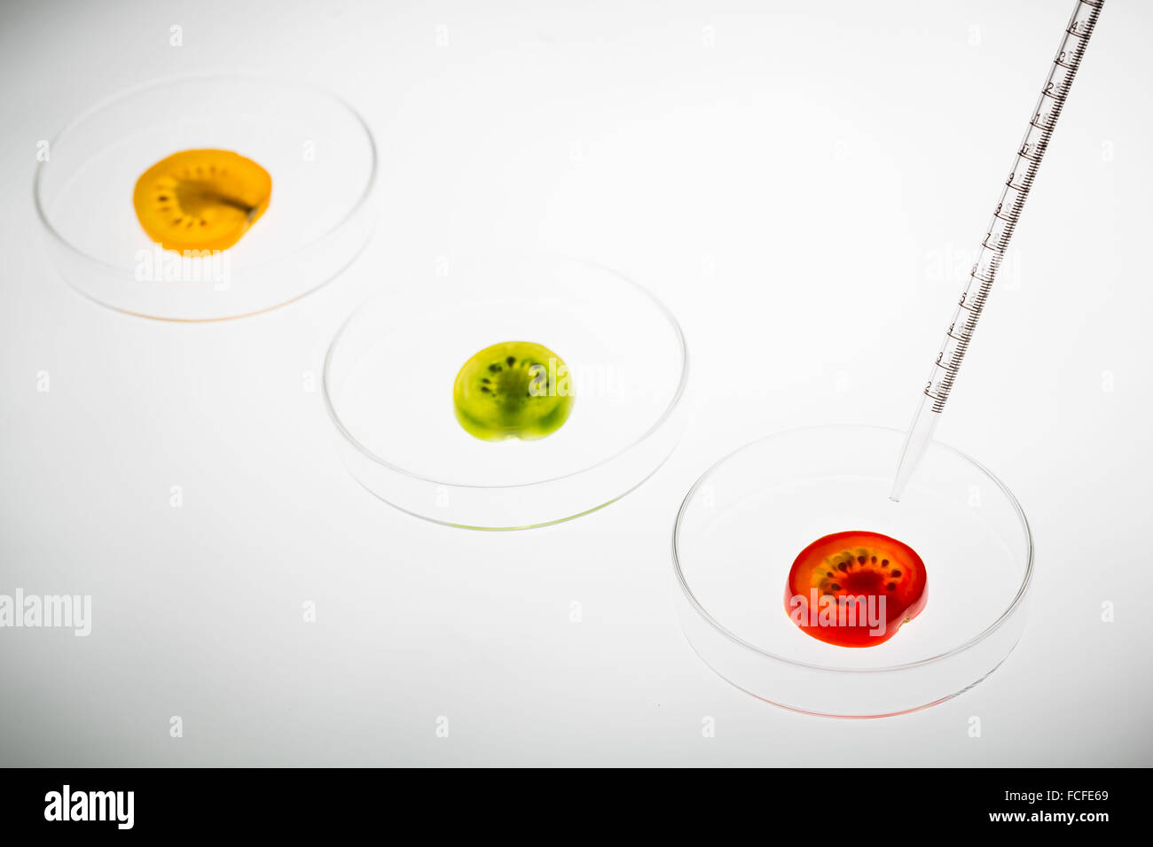 Genetic modification of tomatoes. Conceptual image of slices of ...
