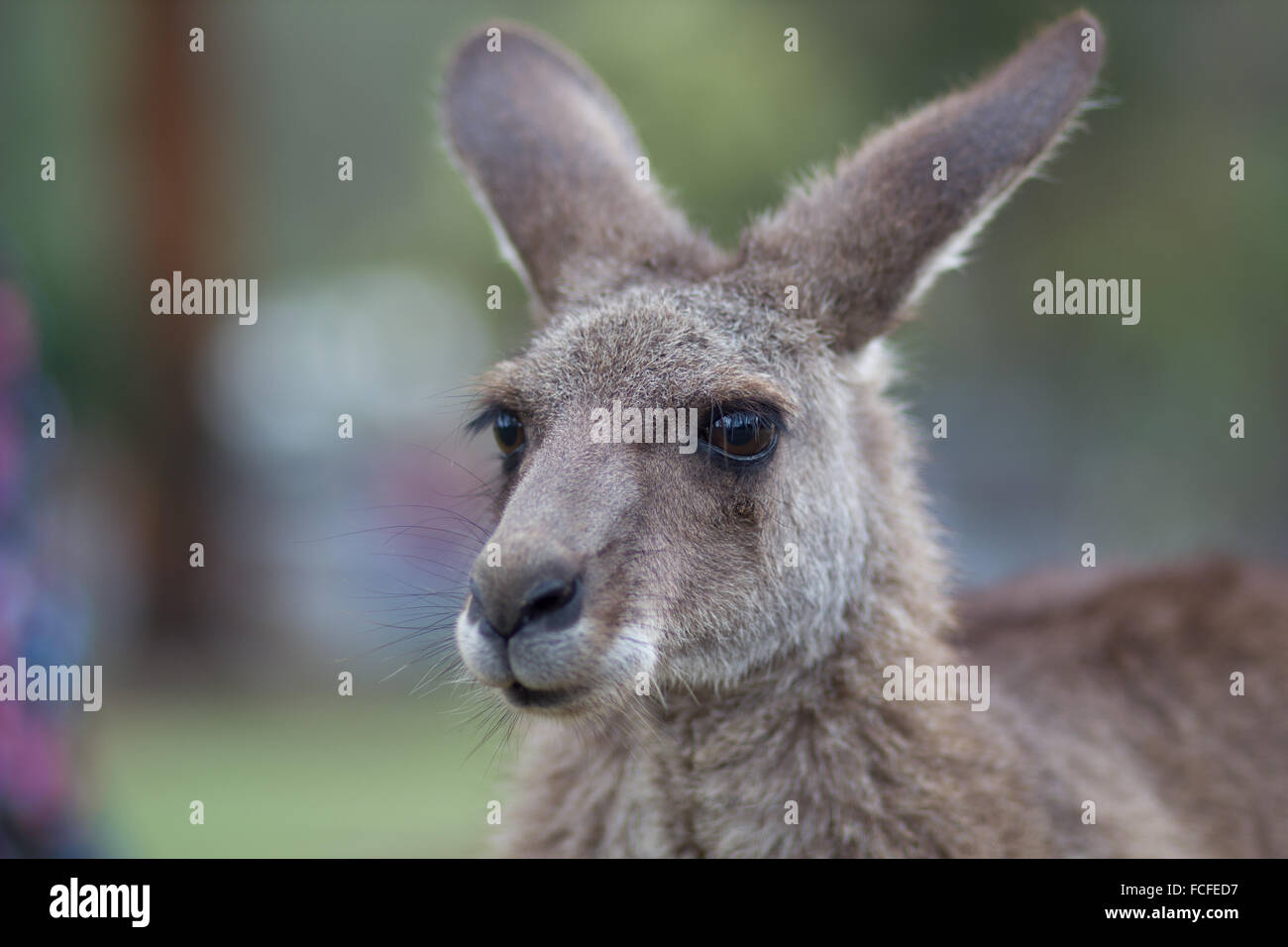 Kangaroo Close Up High Resolution Stock Photography and Images - Alamy