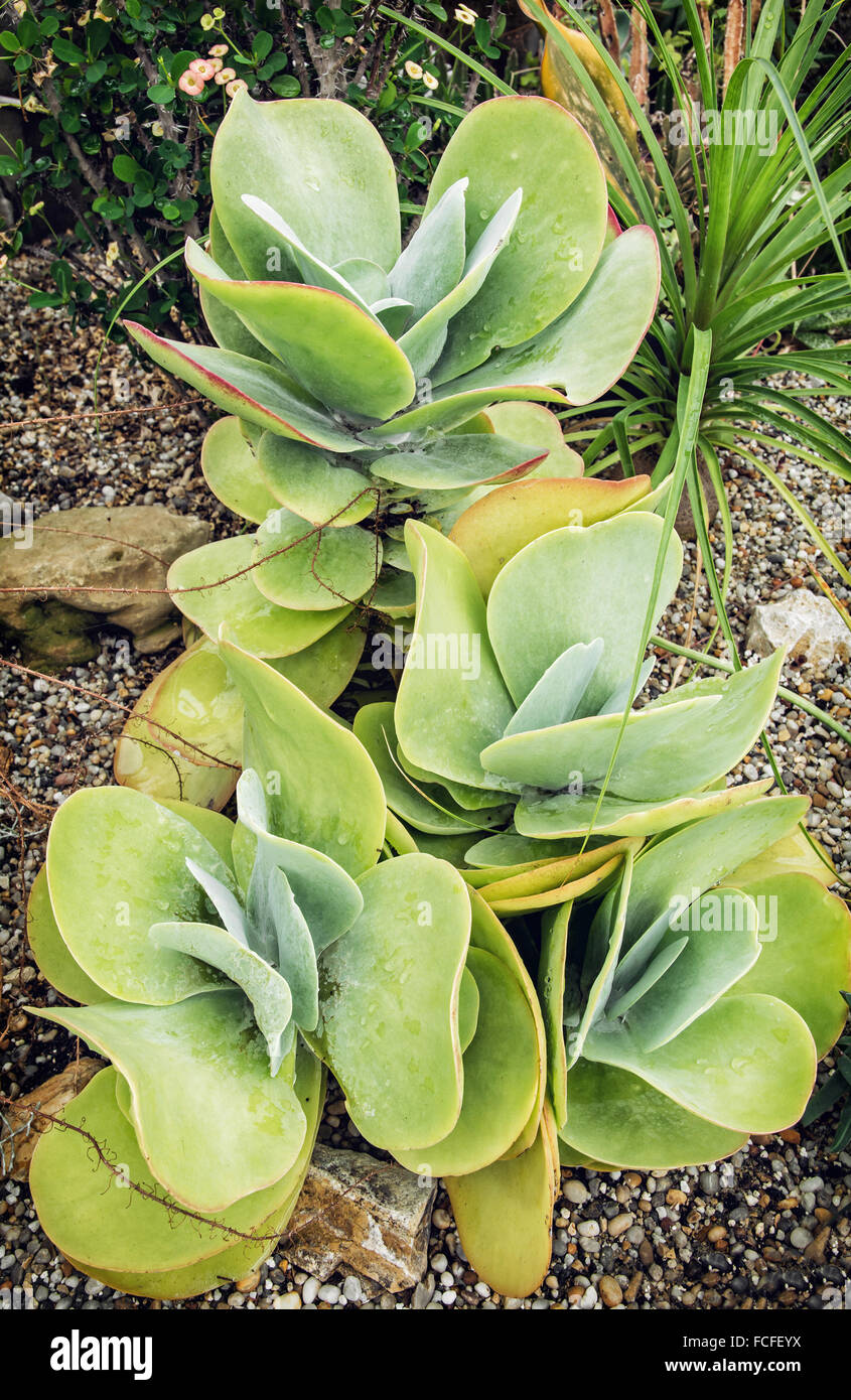 Kalanchoe thyrsiflora paddle plant hi-res stock photography and images ...