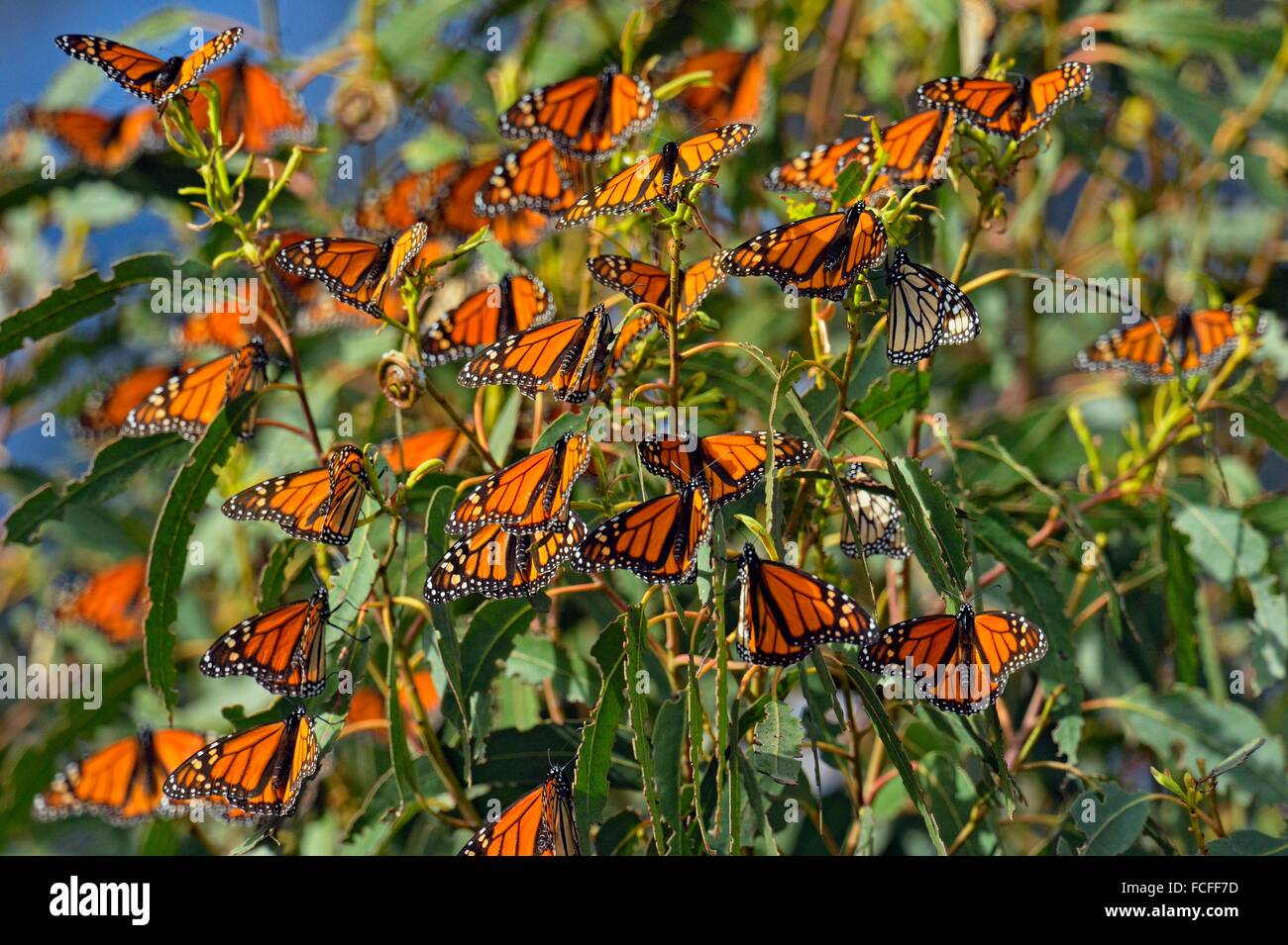 Roosting in eucalyptus tree hi-res stock photography and images - Alamy