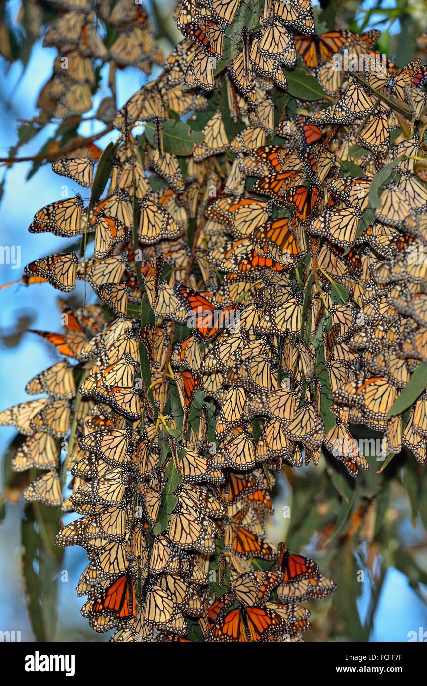 Monarch butterfly danaus plexippus winter hi-res stock photography and images - Alamy